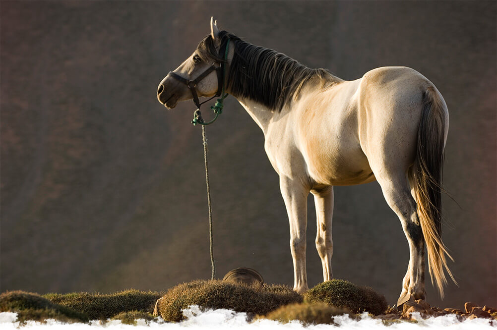 Race : le Barbe, héros des fantasias | Le Mag des cavaliers voyageurs